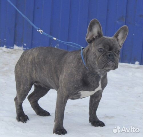 Подрощенная девочка голубо-тигрового окраса