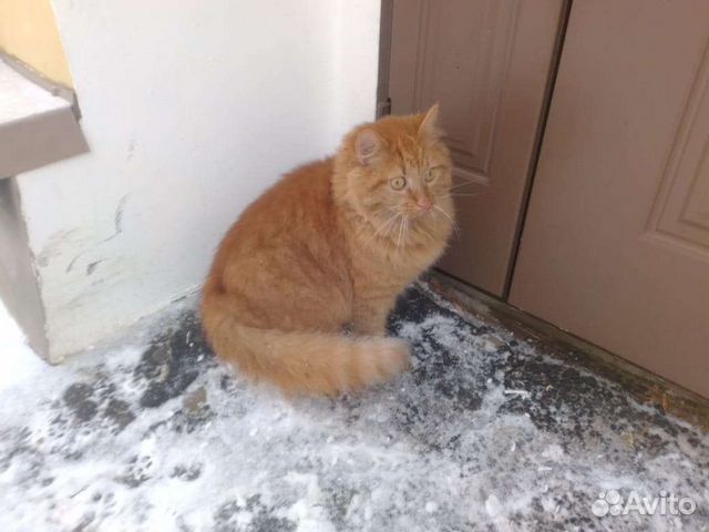 Кот в добрые руки бесплатно