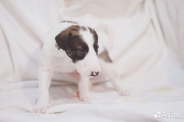 Щенки русской борзой