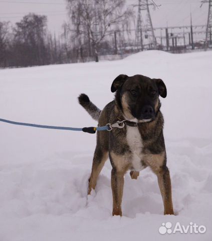 Добби спасите от холода, его все кусают. Бедалага