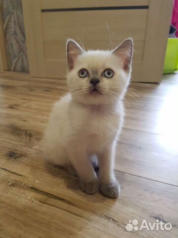Шотландские котята