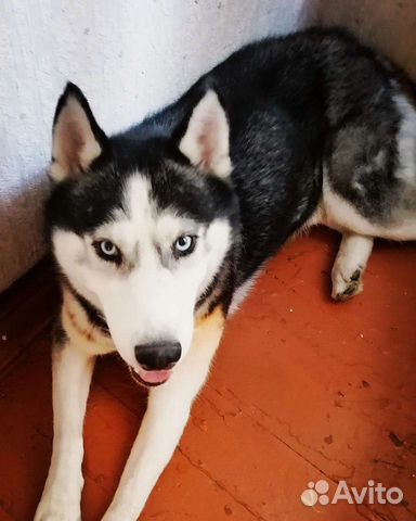 Сибирский Хаски вязка