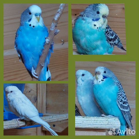 Волнистый попугай