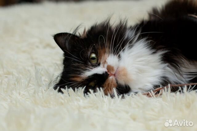 Кошка Айрис