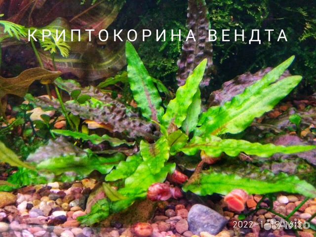 Аквариумные растения, большой выбор