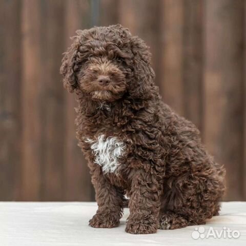 Щенок испанской водяной собаки