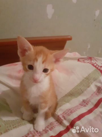 Котенок метис ориентала