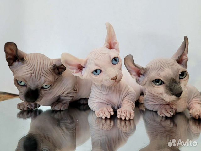 Канадский сфинкс двэльф эльф