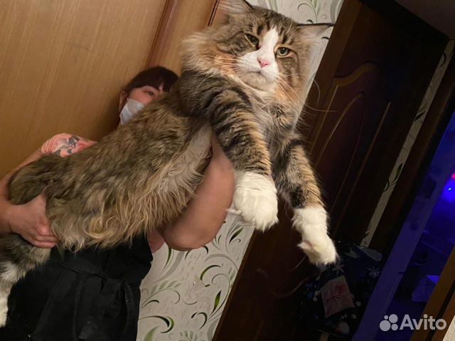 Кошка
