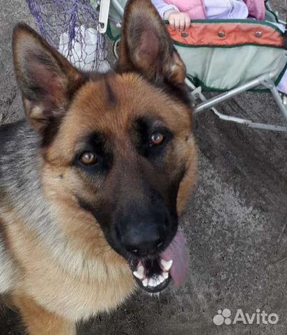 Щенки немецкой овчарки