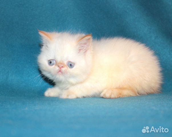 Экзотический короткошерстный котенок гималайский