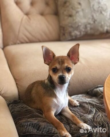 Щенок чихуахуа. 8 месяцев. 5000