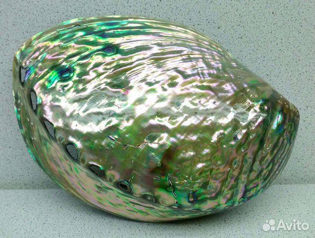 Халиотис Ирис 13,5 - морская ракушка раковина