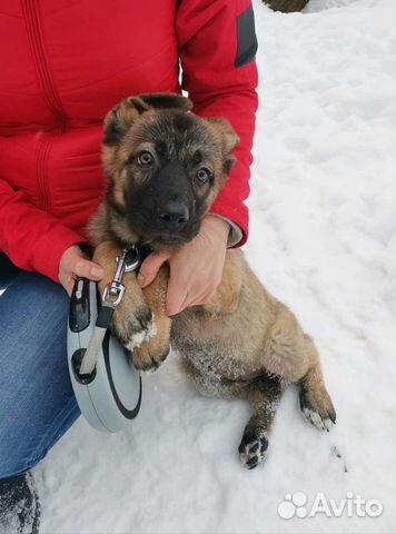 Симпатичный щенок в добрые руки