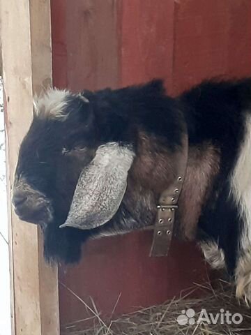 Нубийский козел на племя