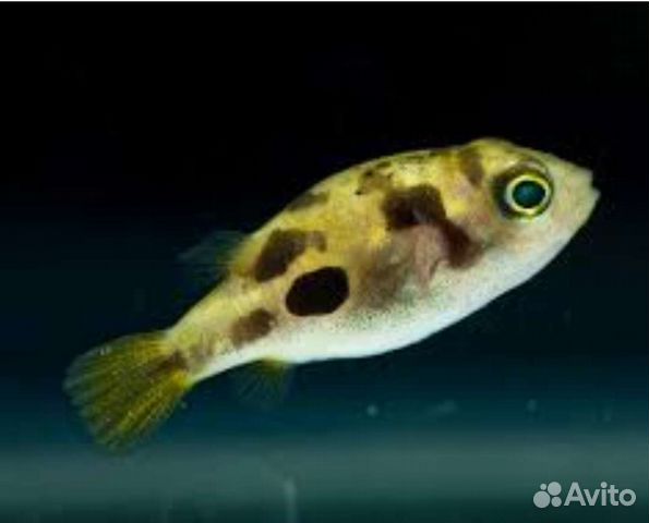 Тетрадон карликовый