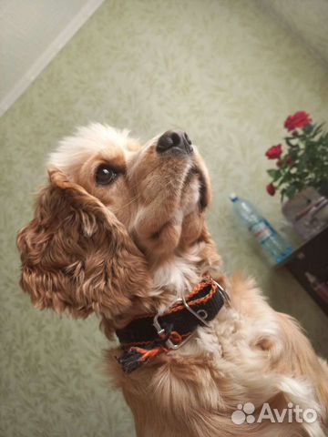 Кобель на вязку кокер спаниель