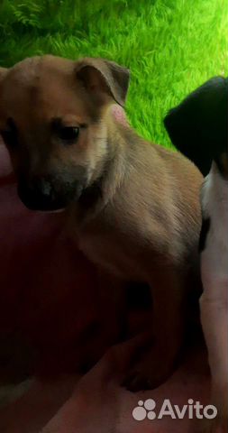 Собака в добрые руки щенок