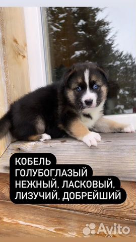 Щенки хаски и овчарки