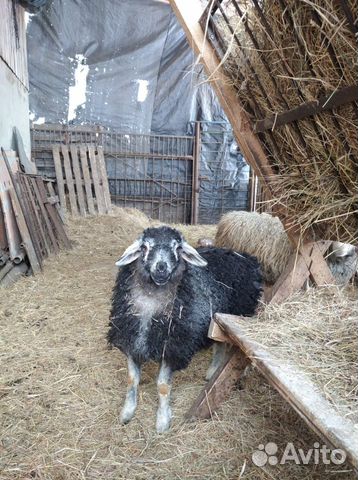 Баран на племя