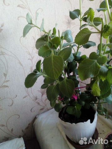Лимоник