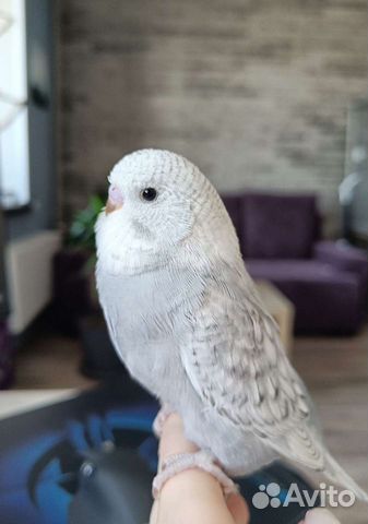 Ввп птенец Чех 1,5 месяца