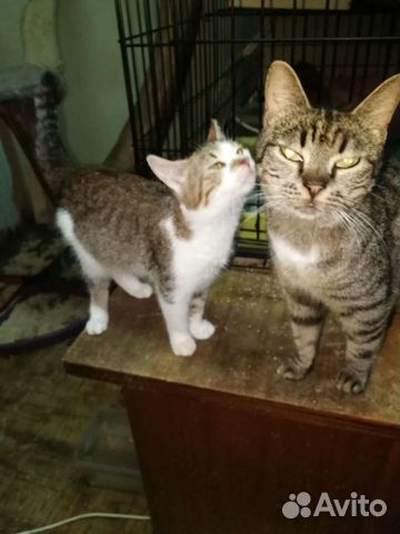 Вот Мы такие кошки и котята, мы хотим Домой