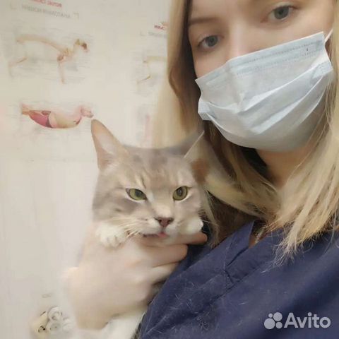 Котенок Кот в добрые руки