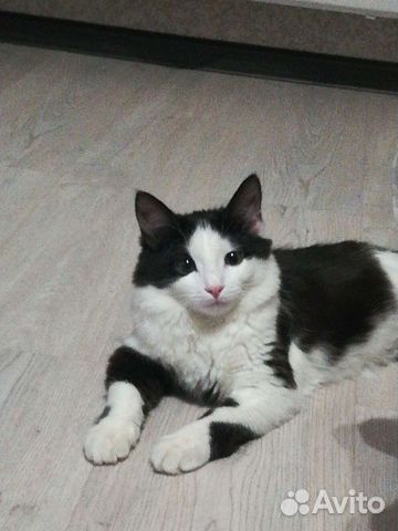 Кошка в дар бесплатно