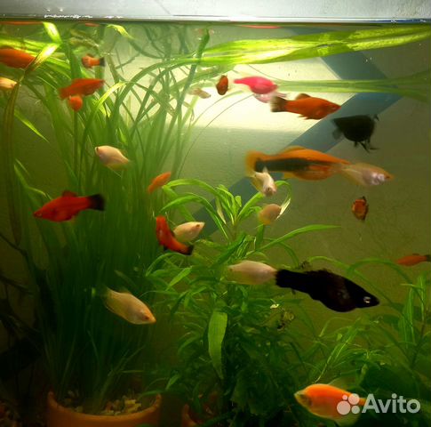Аквариумные рыбки