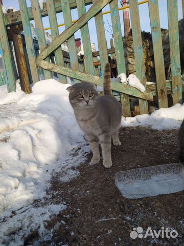 Вислоухий британец на улице, мальчик