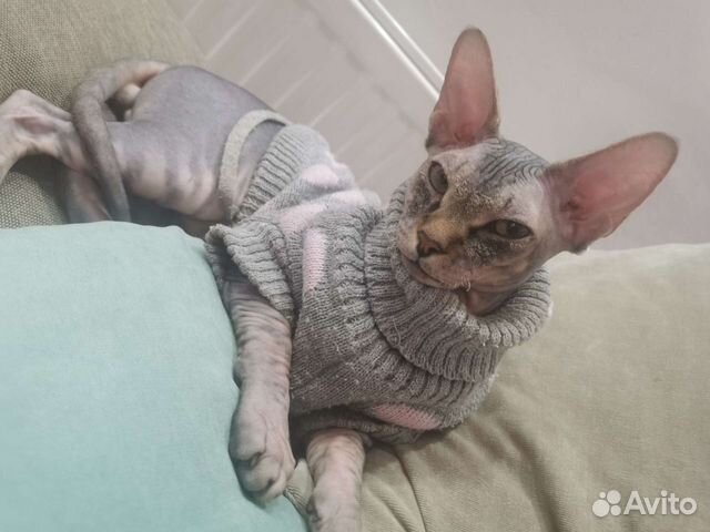 Случка кошки сфинкс