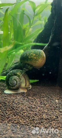 Улитки ампулярии 4 шт