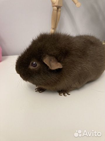Морская свинка американский тедди девочка. В добры