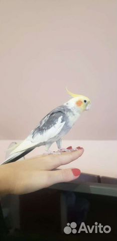 Попугай корелла самец