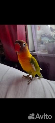 Попугай неразлучник (самец)