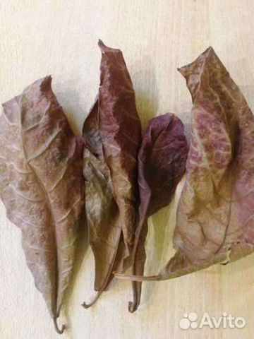 Листья терминалия катаппа