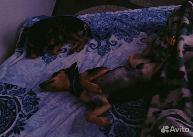 Торт терьер мальчик на вязку