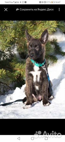 Собака в добрые руки щенок