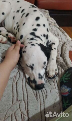 Далматинец щенок