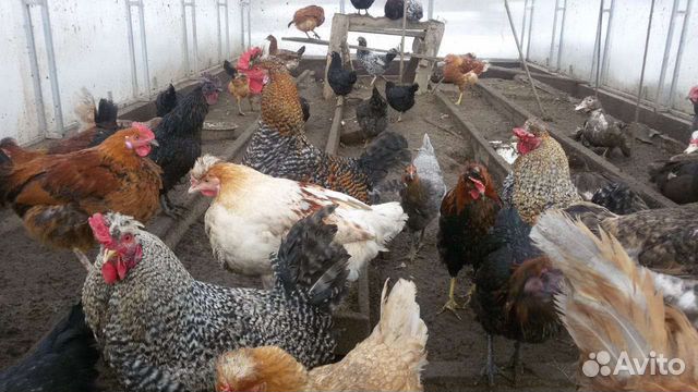 Куры, гуси, индоутки, домашние яйца