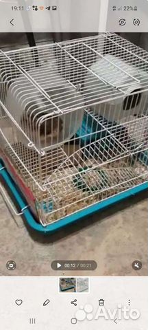Джунгарские хомячки