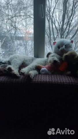 Вязка фокстерьер