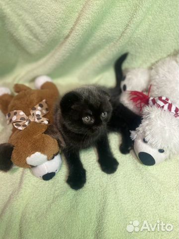 Шотландский скоттиш-фолд с редким окрасом