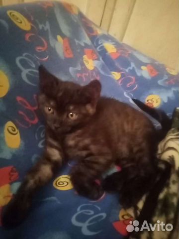 Британская короткошерстная кошка