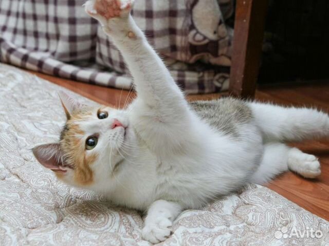 Прекрасная трехцветная Мисси котенок