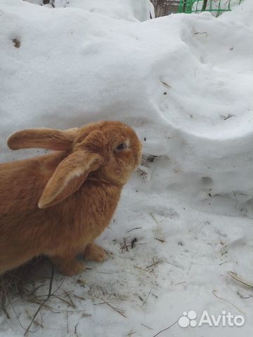 Кролик. Крол