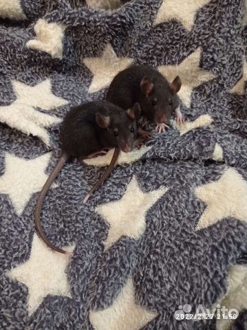 Крыса дамбо