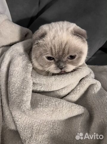Вязка шотландский котик