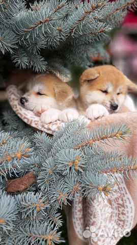 Щенята Японской акиты -ину